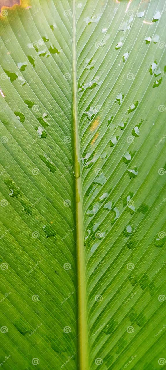 Neat Straight Line of a Green Leaf Stock Image - Image of moisture ...