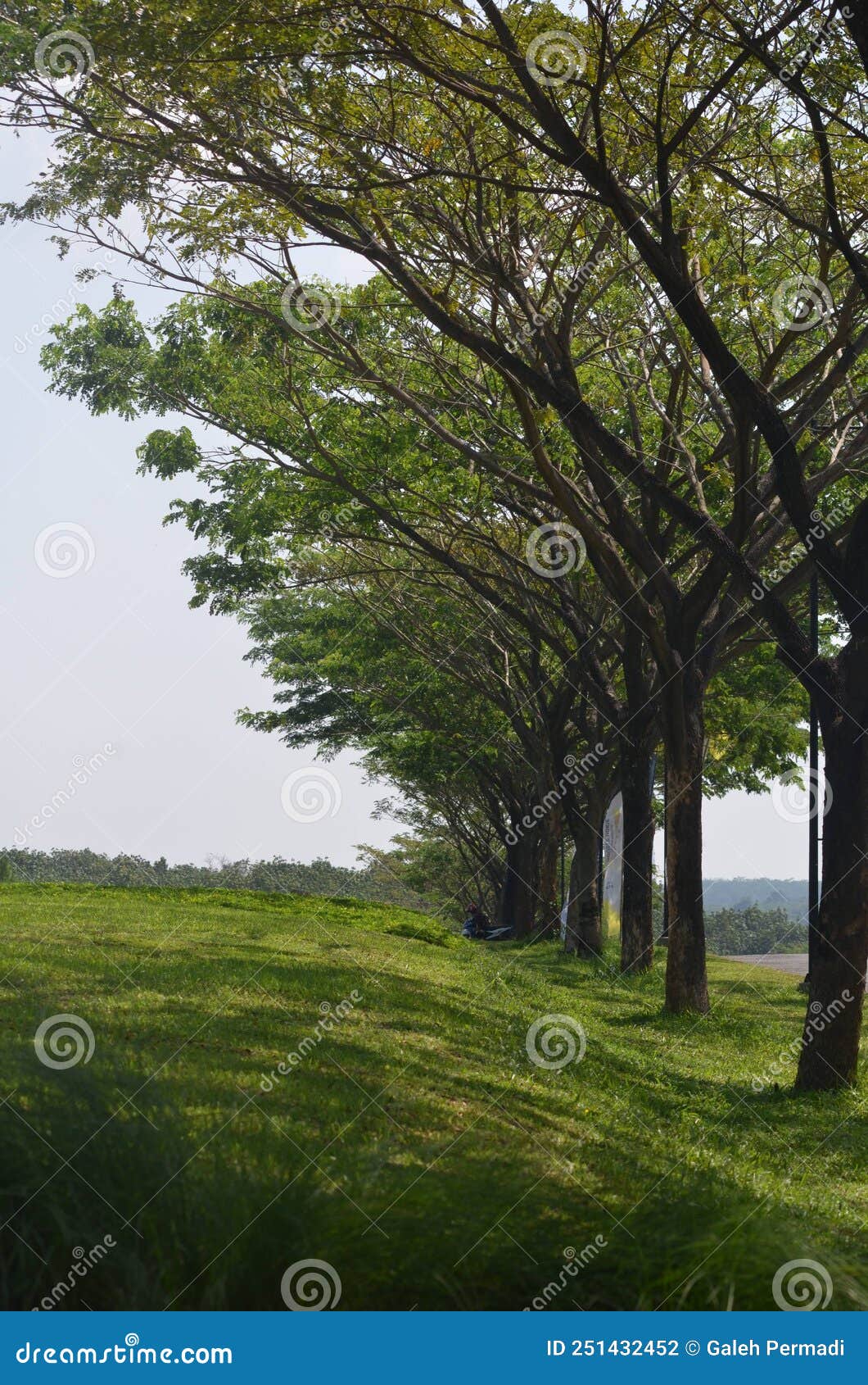 Neat tree stock photo. Image of pasture, tree, grove - 251432452
