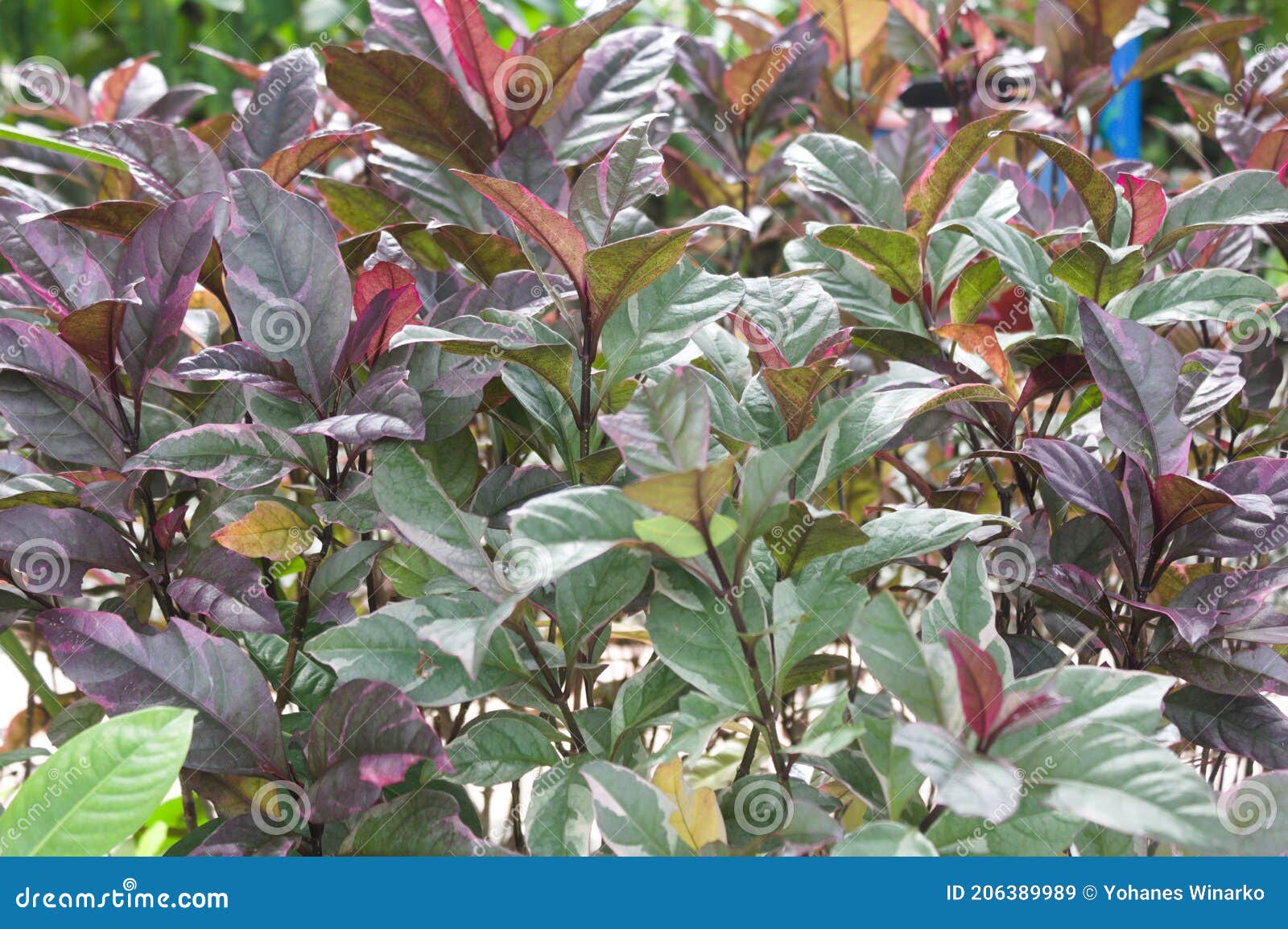 Leaf Pattern in Red Green Gradations Stock Image - Image of tree ...