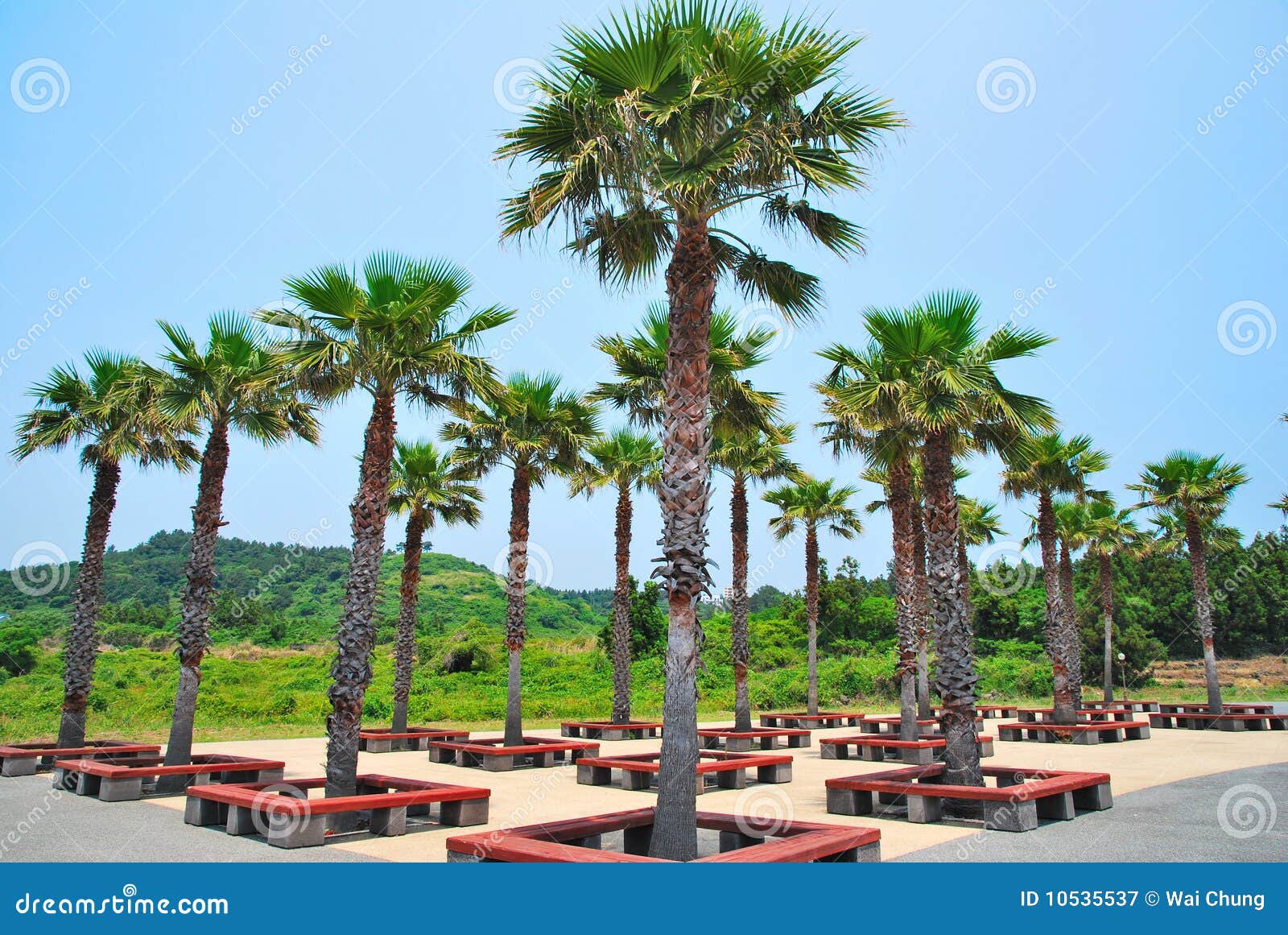 Neatly Arranged Rows of Tropical Coconut Trees Stock Image - Image of ...