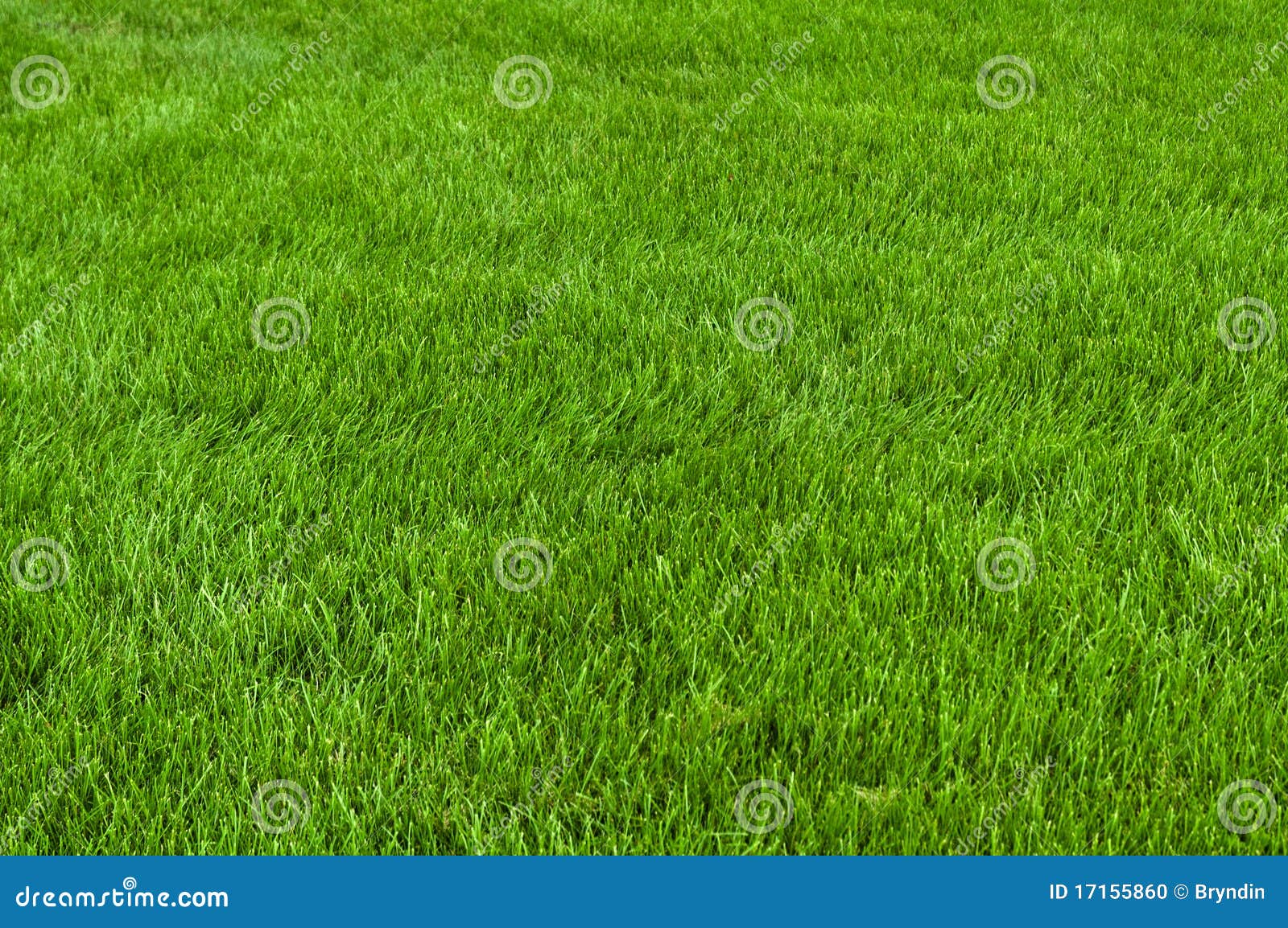 Neatly cut grass stock photo. Image of close, environment - 17155860