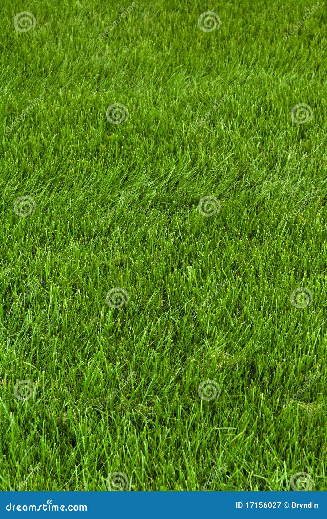 Neatly cut grass stock image. Image of frame, close, environment - 17156027