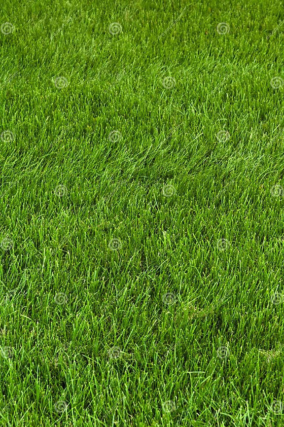 Neatly cut grass stock image. Image of frame, close, environment - 17156027