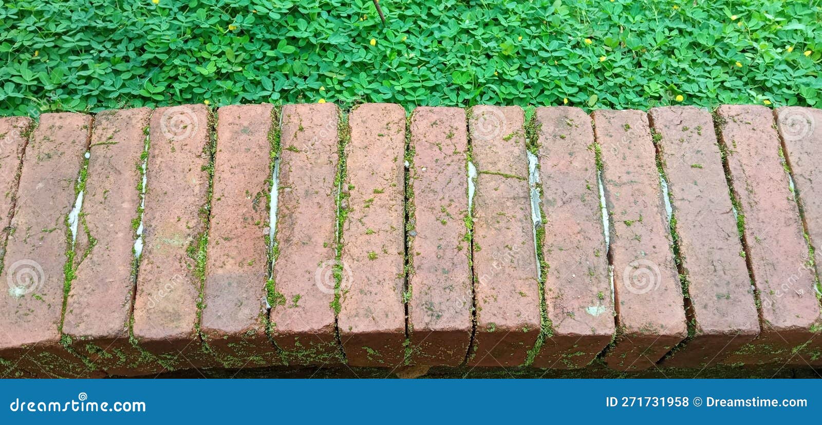 Neatly Stacked Bricks on the Green Grass Stock Photo - Image of leaf ...