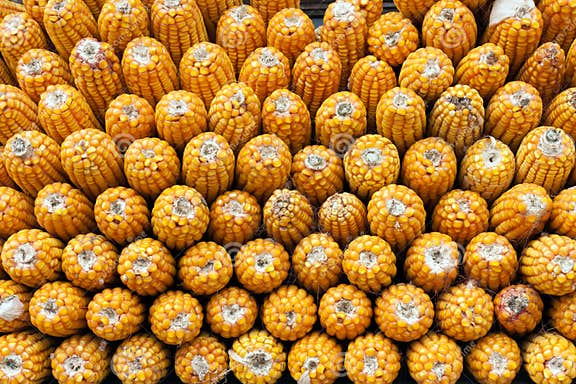 Neatly stacked corn stock image. Image of grain, ourdoor - 22230387