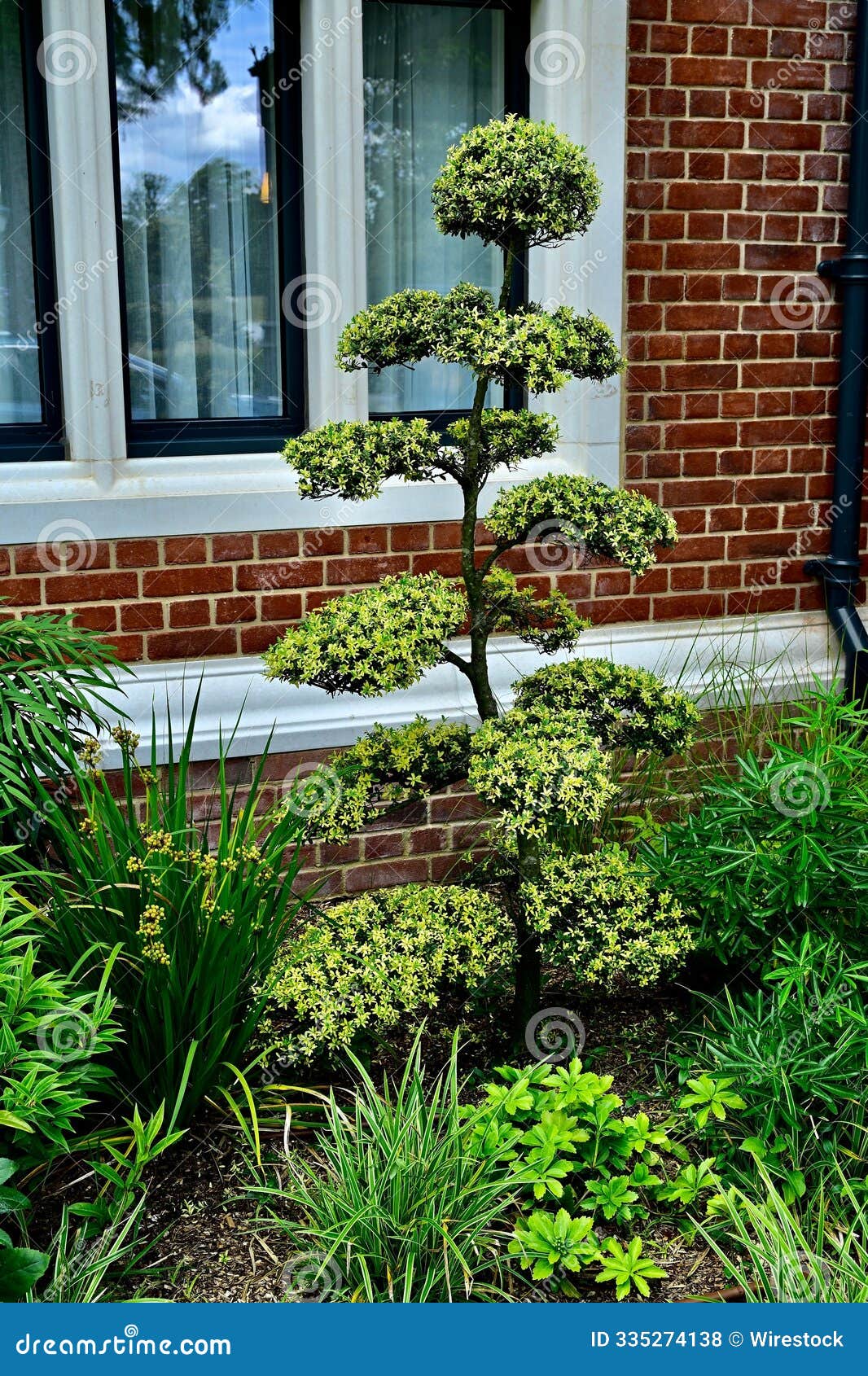Neatly Trimmed Box Leaf Holly Topiary in Front of a Brick Wall Stock ...