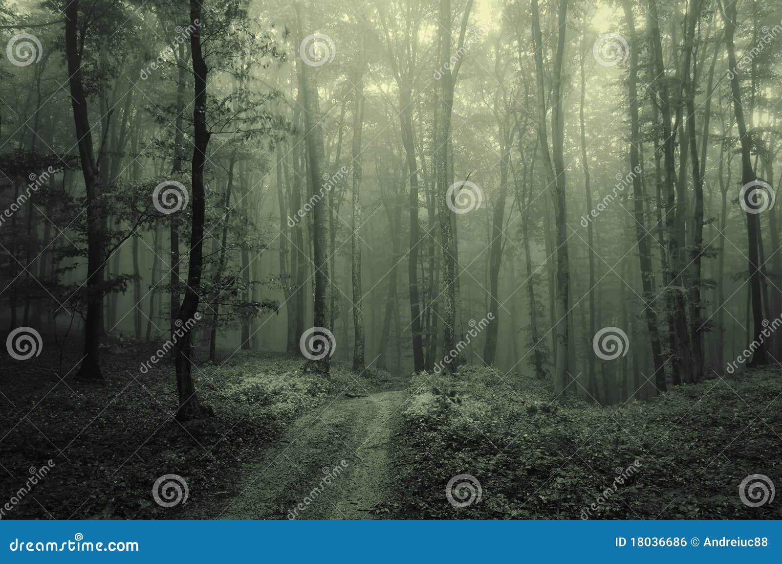 Nebbia nella foresta scura fotografia stock. Immagine di barra - 18036686