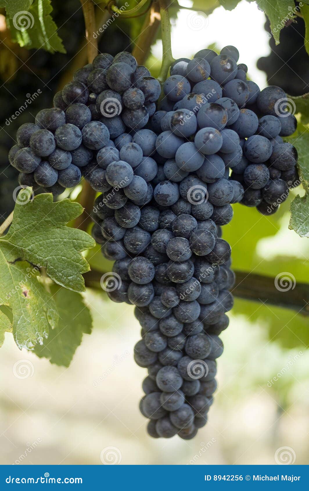 Nebbiolo Winegrape in Australia Stock Photo - Image of vineyard, drink ...