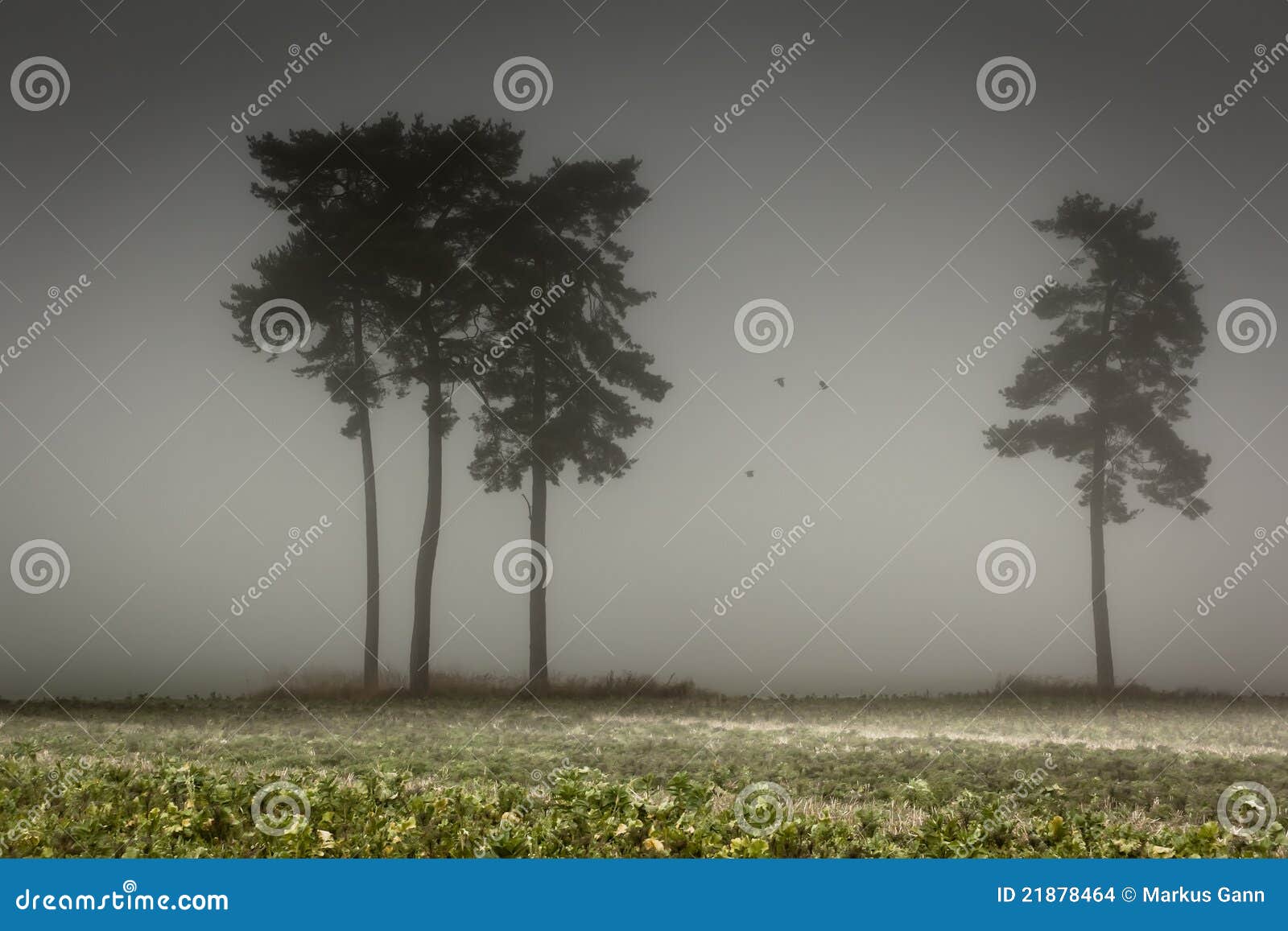 Nebel stock photo. Image of field, birds, mystic, fantasy - 21878464