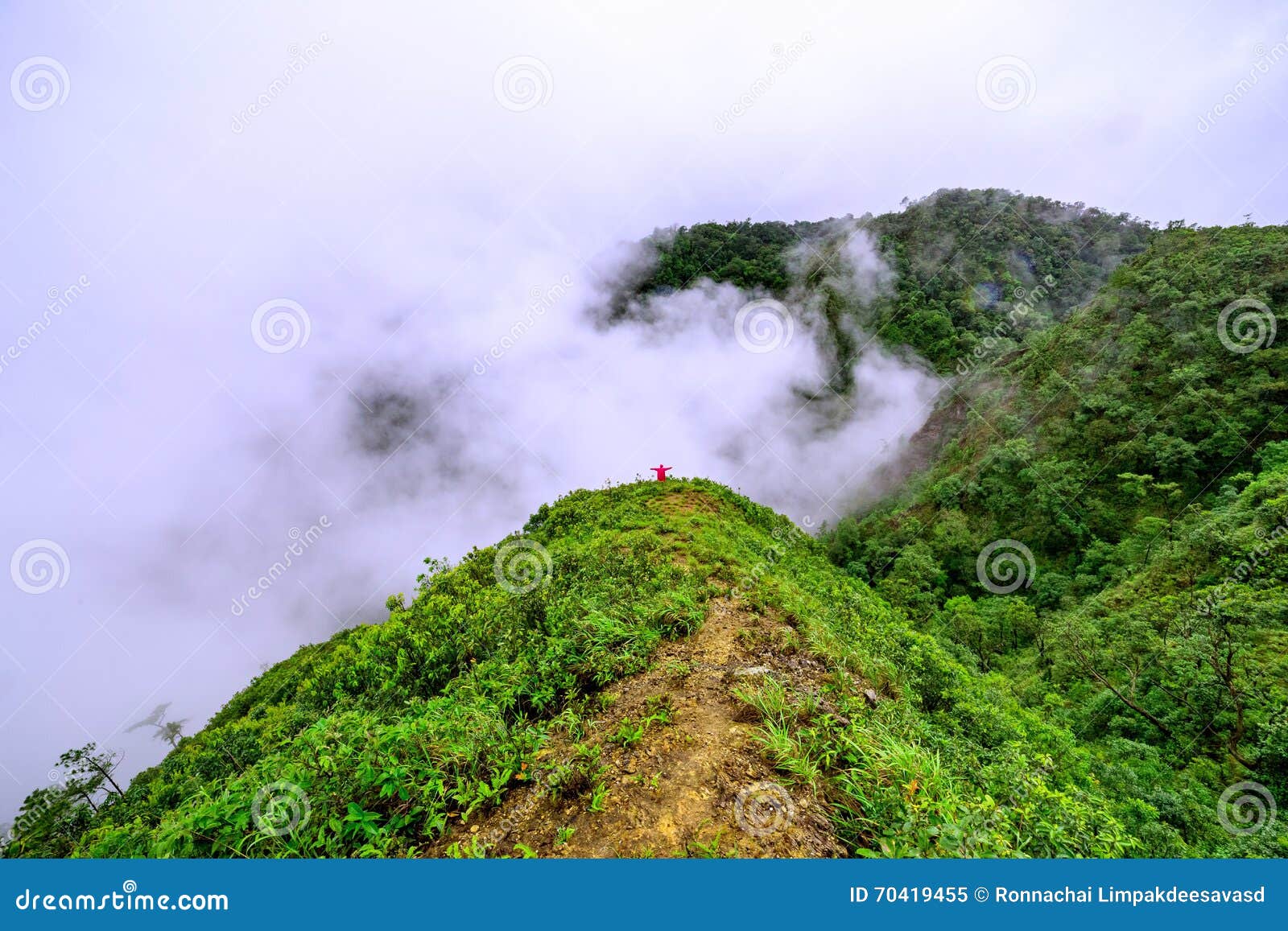 Nebelig in Der Rian Waldansicht Stockbild - Bild von dunkel, nebel ...