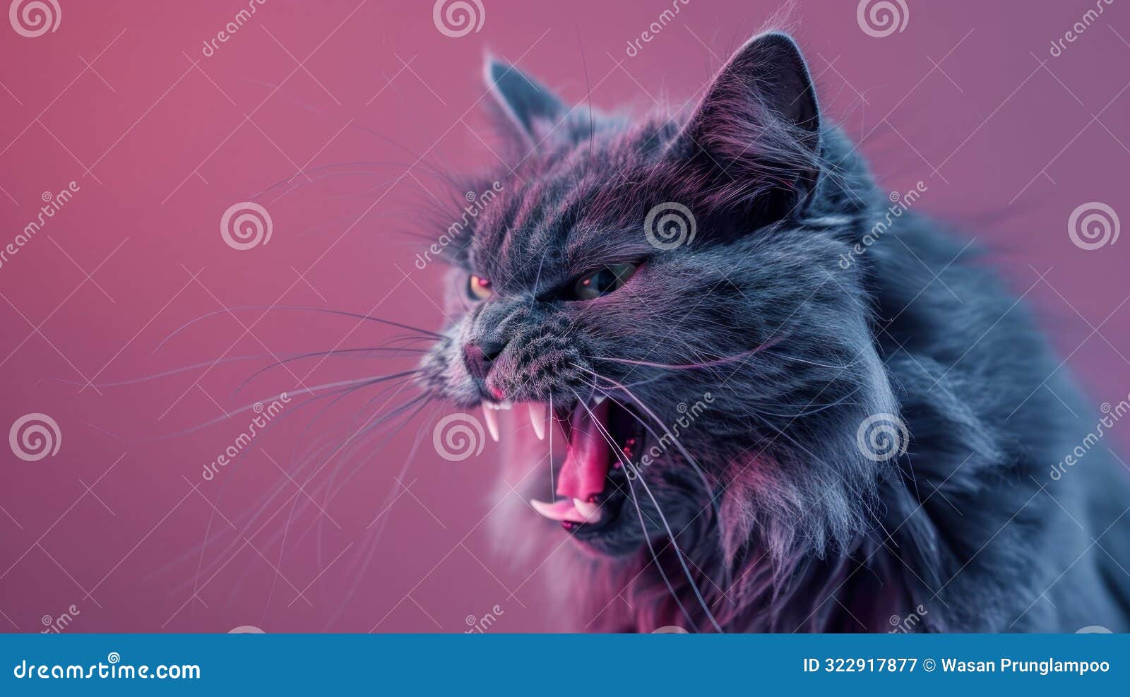 Nebelung, Angry Cat Baring Its Teeth, Studio Lighting Pastel Background ...