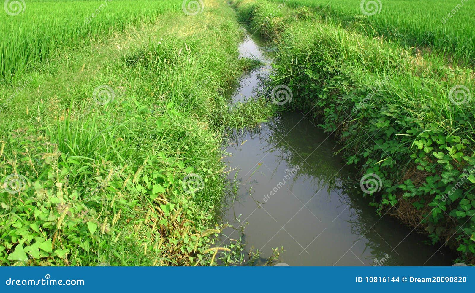 Nebenfluss stockfoto. Bild von strom, reis, geöffnet - 10816144