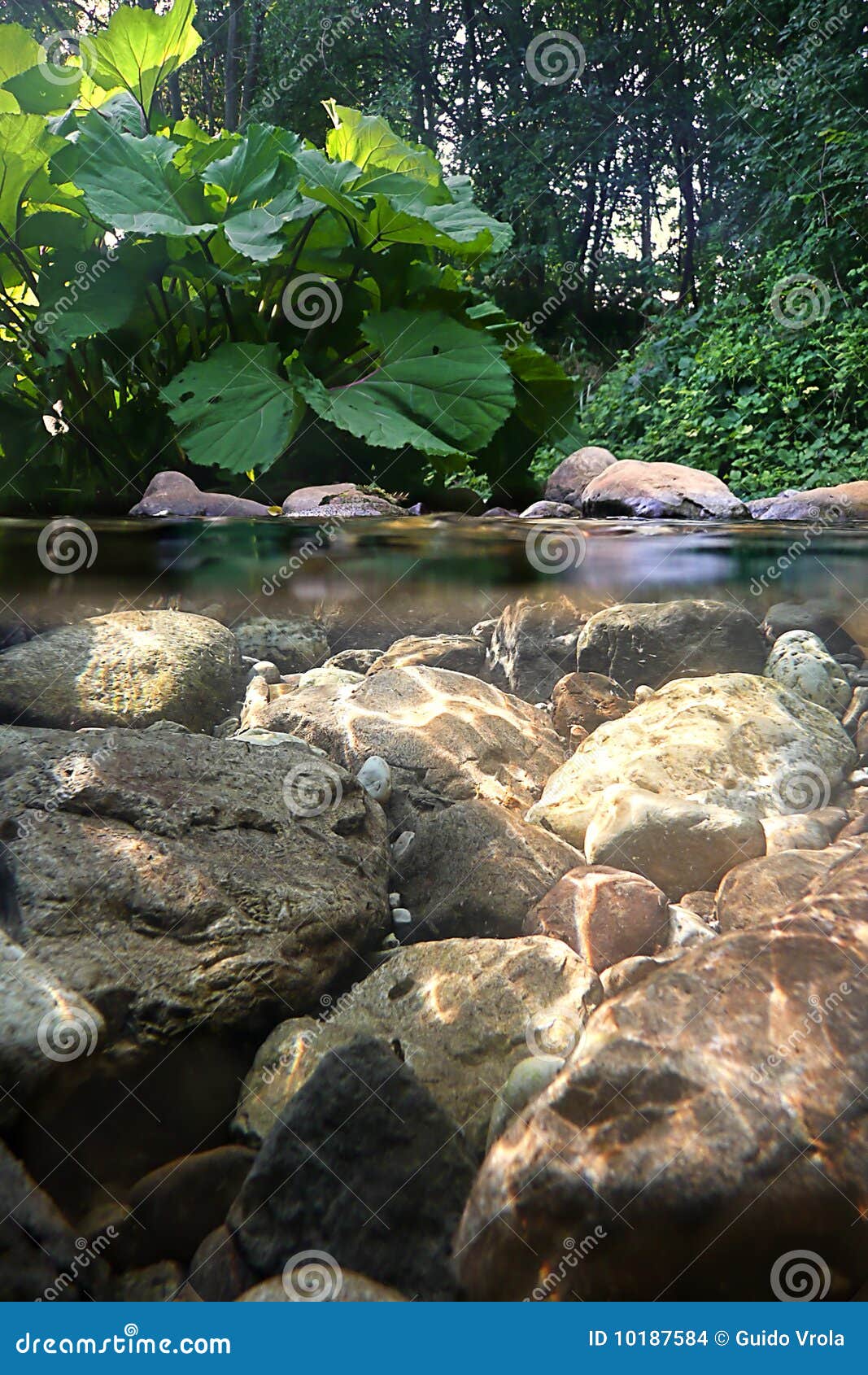 Nebenfluss im Wald stockfoto. Bild von sonnenschein, leuchte - 10187584