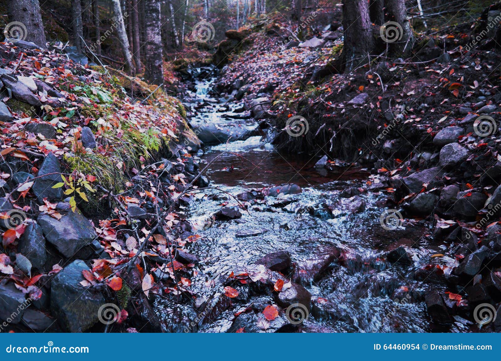 Nebenfluss im Wald stockfoto. Bild von schön, kunst, herbst - 64460954