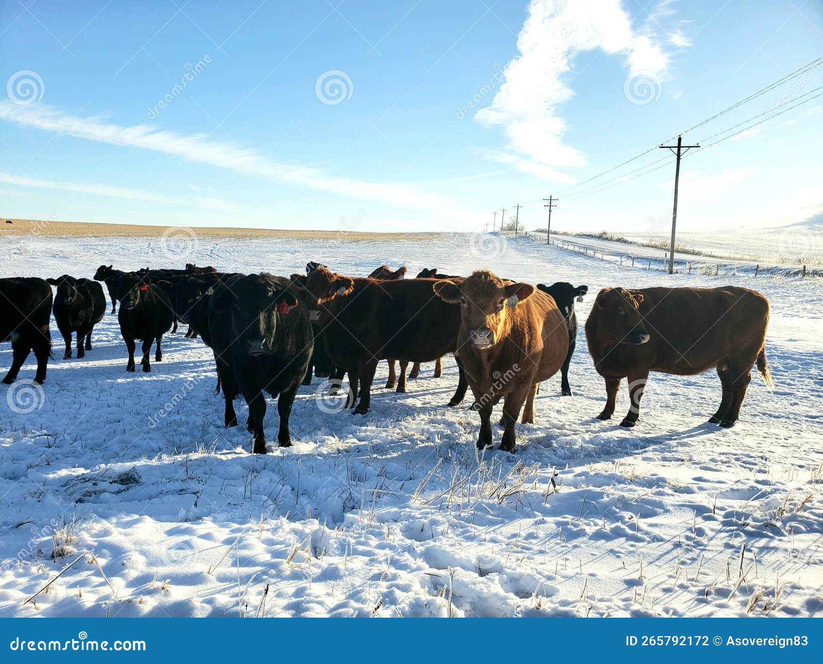 Nebraska Cattle Standing in an Open Field Under Blue Sky during the ...