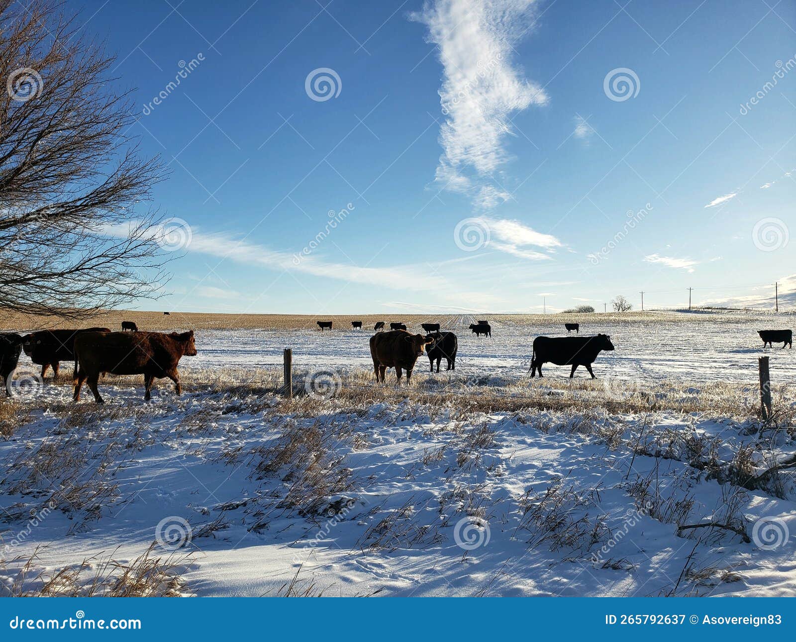 Nebraska Cattle Standing in an Open Field Under Blue Sky during the ...