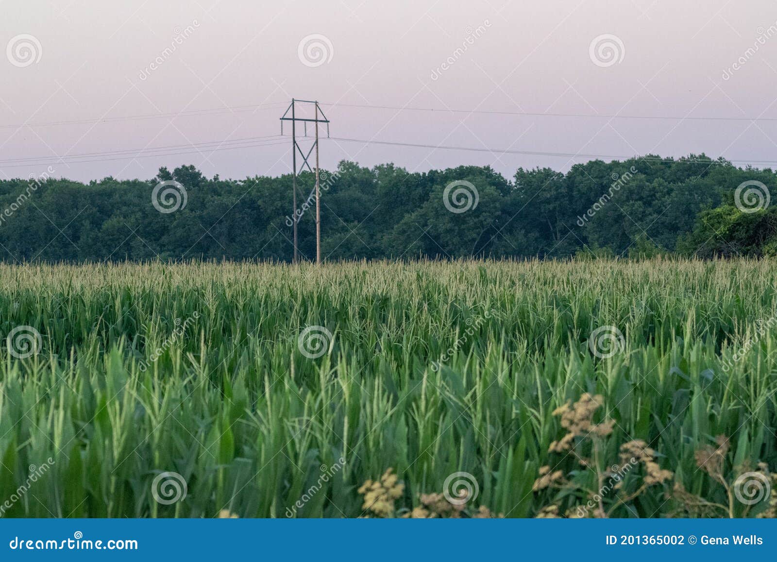 Nebraska Corn Cob Royalty-Free Stock Photo | CartoonDealer.com #107782779