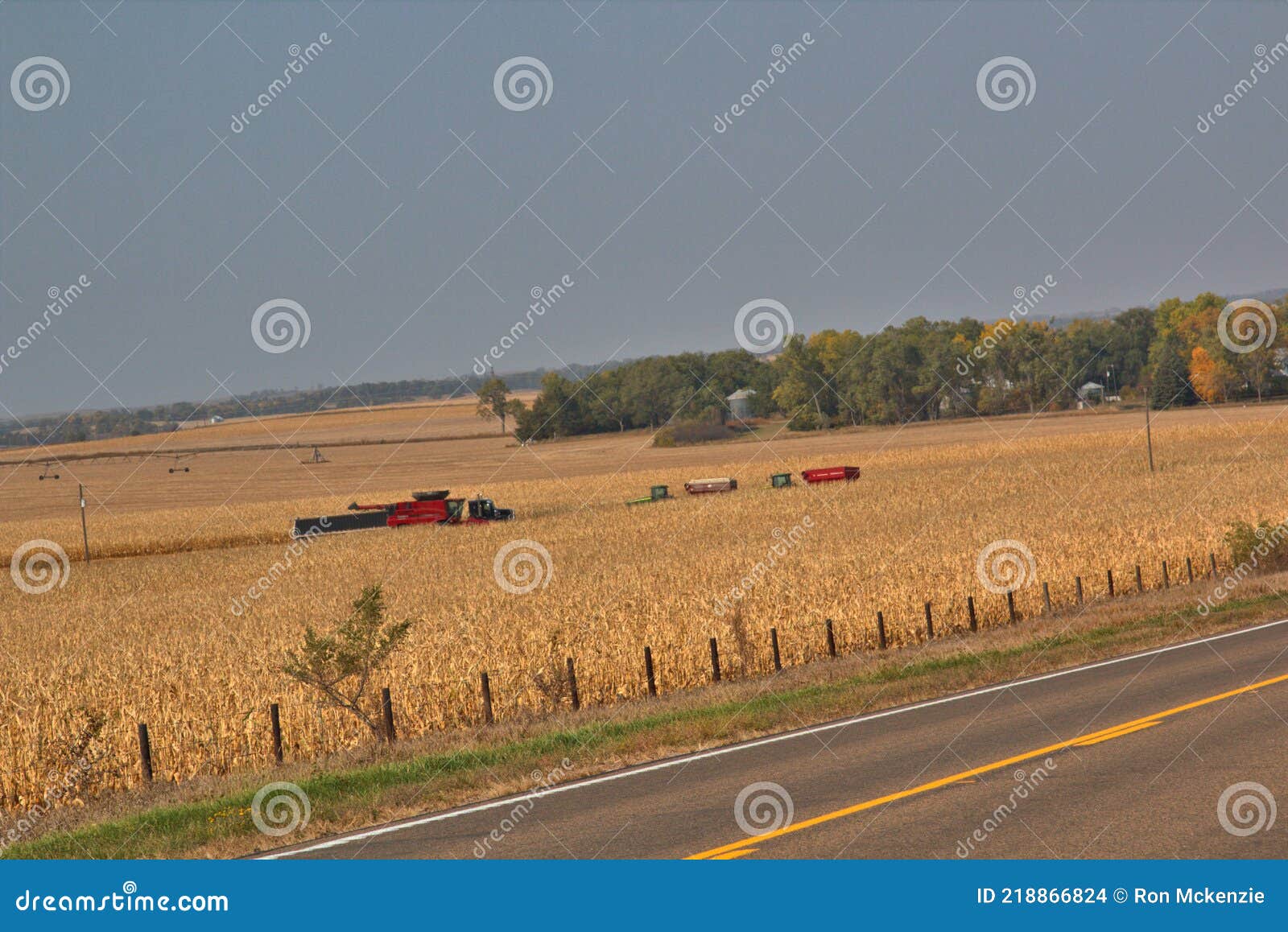 Nebraska Corn Cob Royalty-Free Stock Photo | CartoonDealer.com #107782779