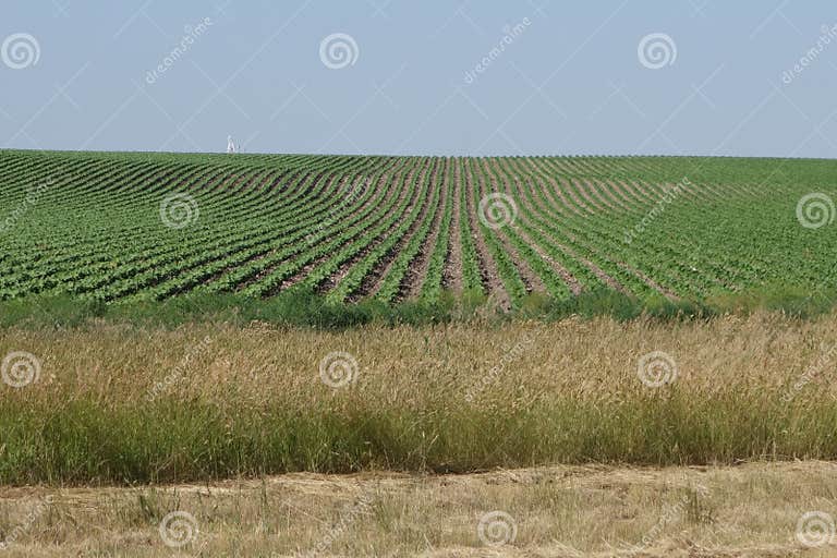 Nebraska corn rows stock image. Image of country, green - 42704333