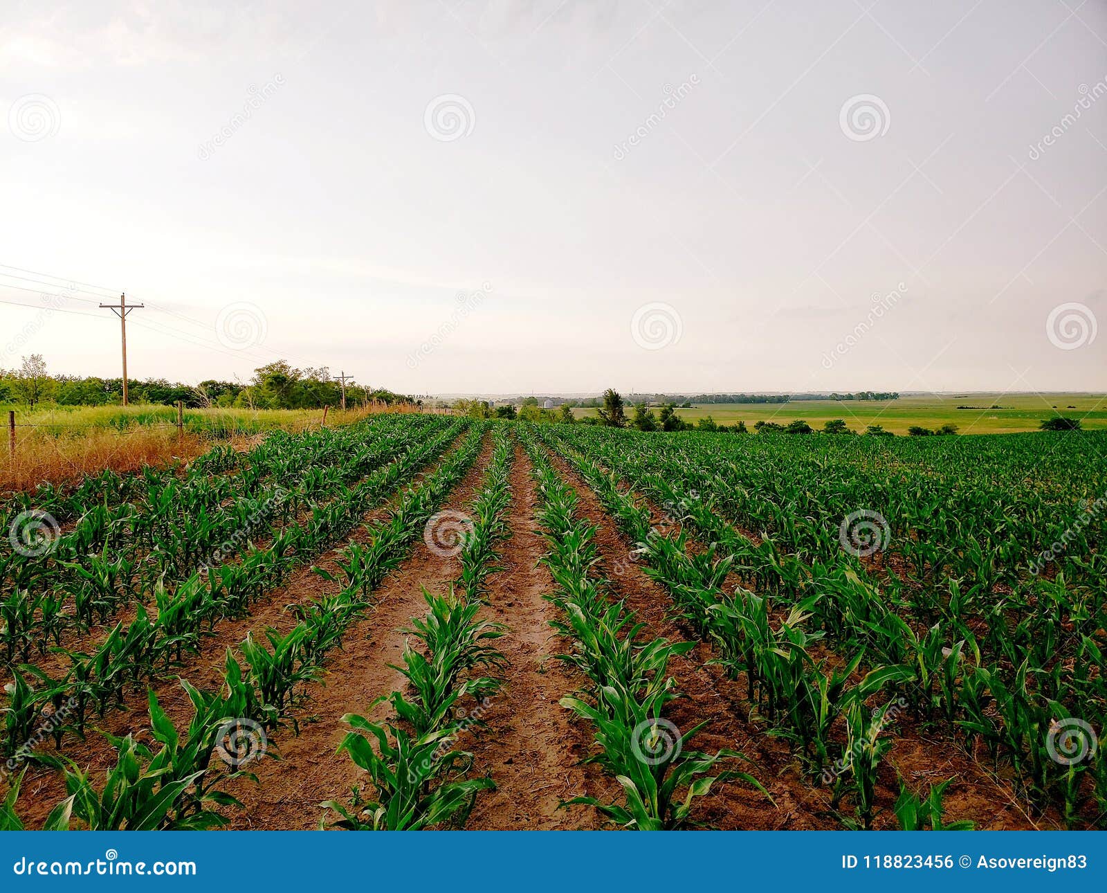 Nebraska cornfield stock photo. Image of food, stalks - 118823456