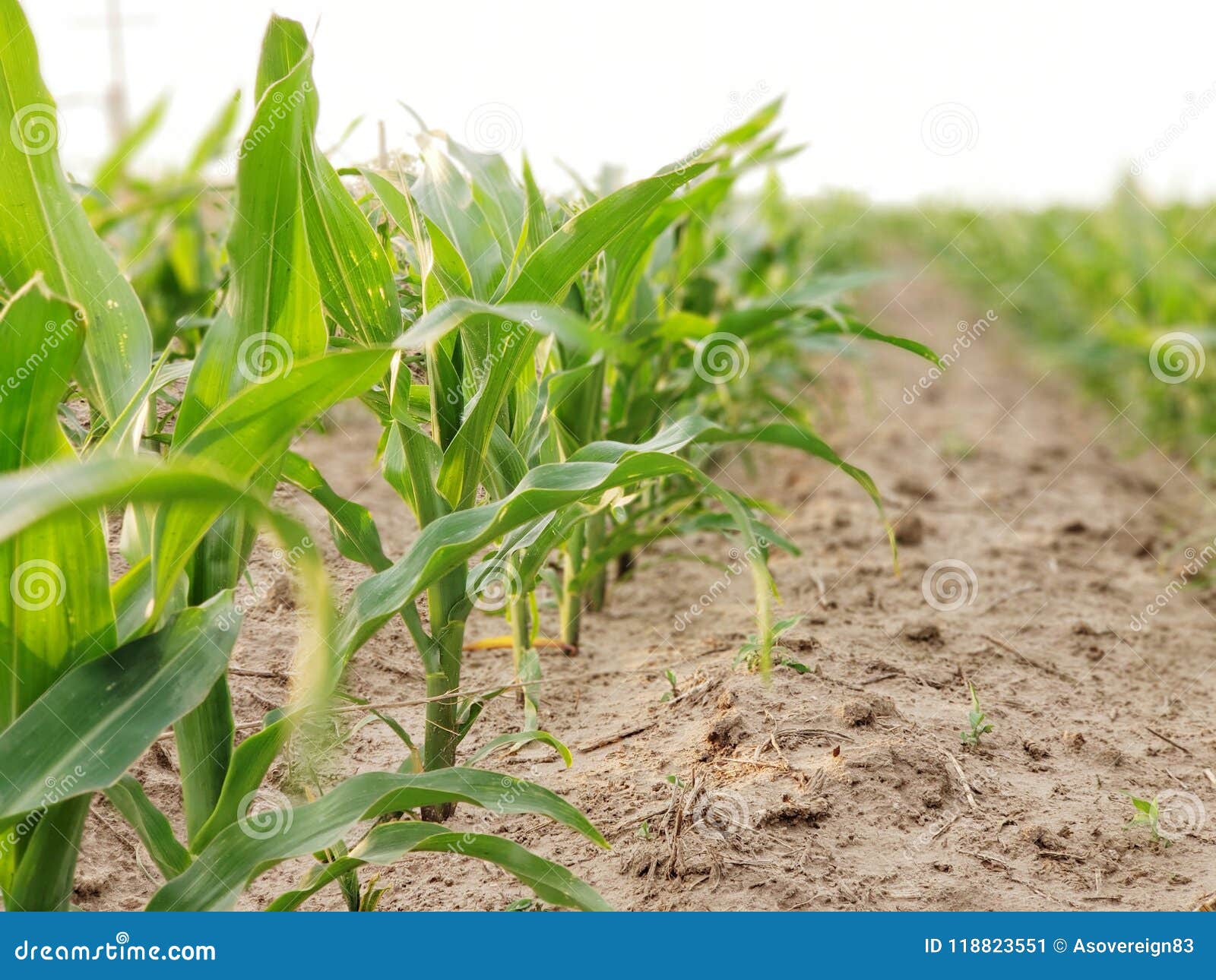 Nebraska cornfield stock image. Image of agriculture - 118823551