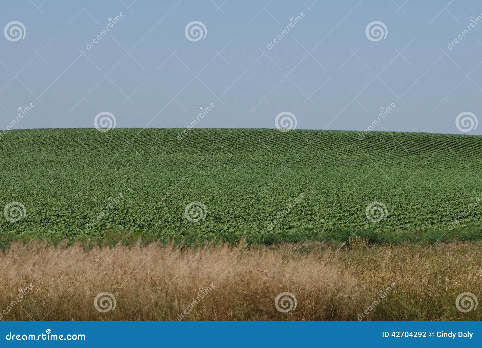 Nebraska Green Corn Fields. Stock Photo - Image of work, farming: 42704292