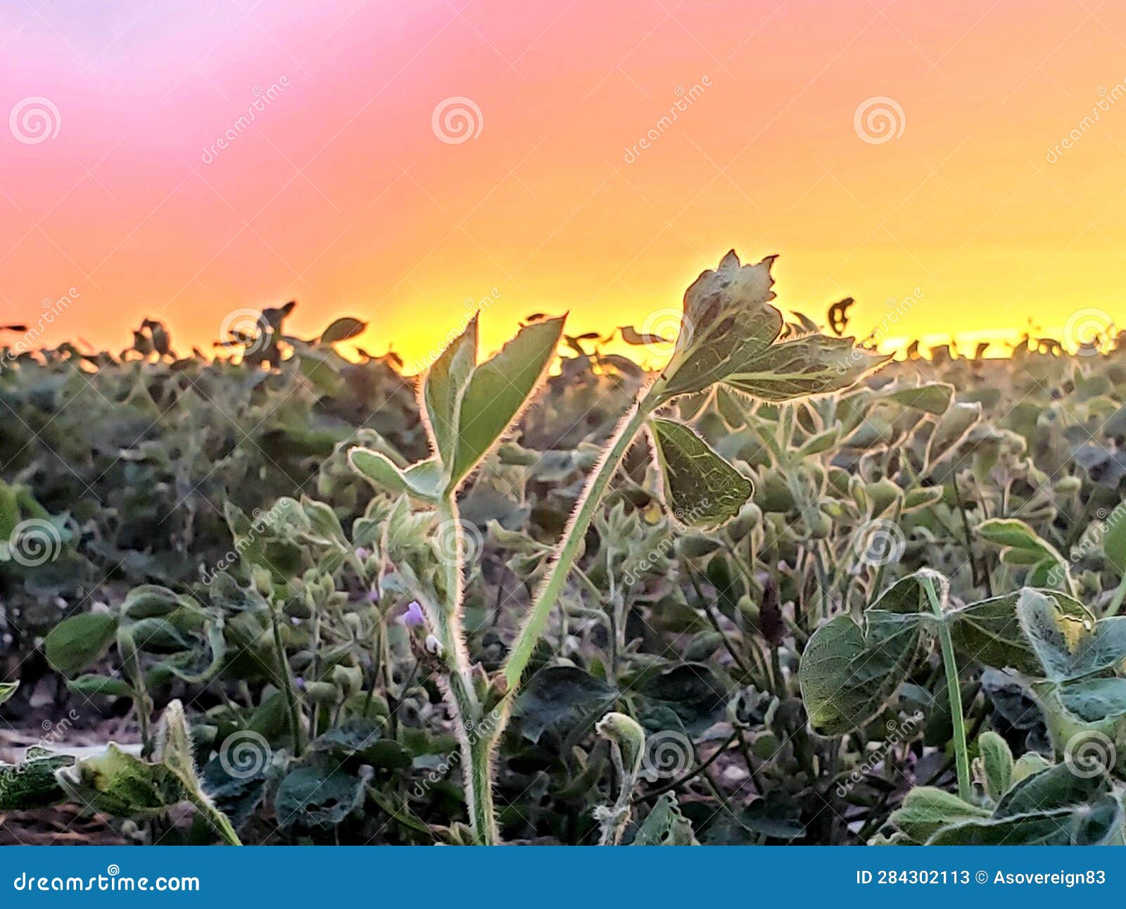 Nebraska Soybean Field at Sunset Stock Image - Image of farm, sunset ...