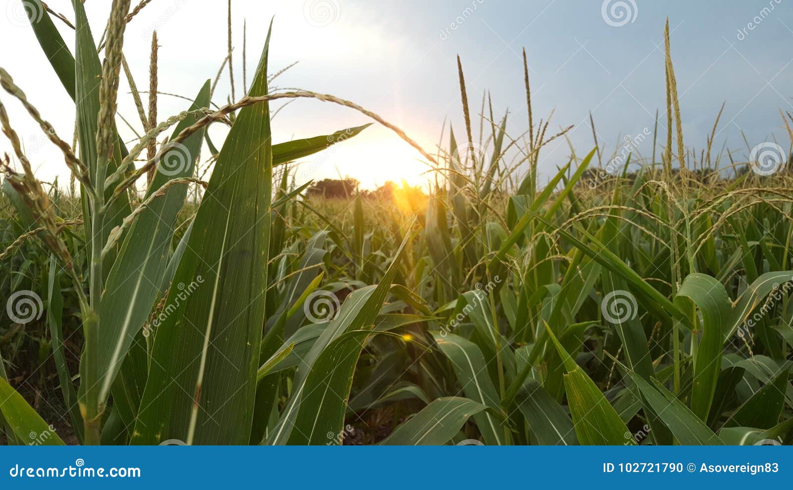 Nebraska Corn Cob Royalty-Free Stock Photo | CartoonDealer.com #107782779