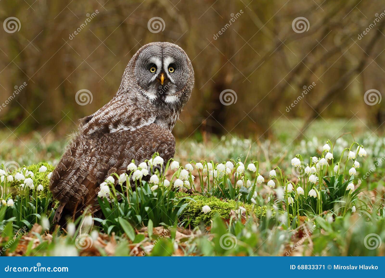 Nebulosa Dello Strige in Primavera Immagine Stock - Immagine di ...