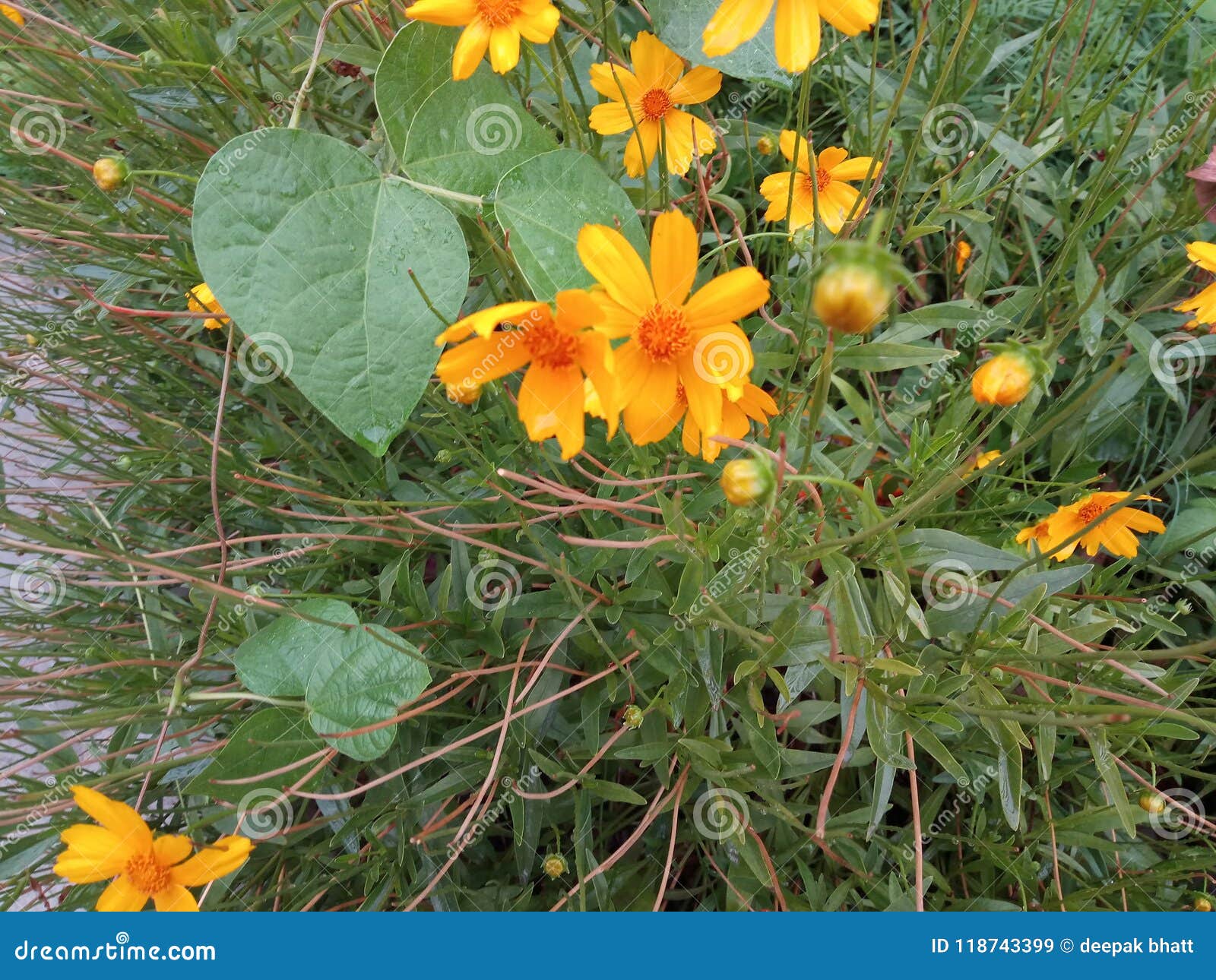 Nechar stock image. Image of envayarment, tree, flawor - 118743399