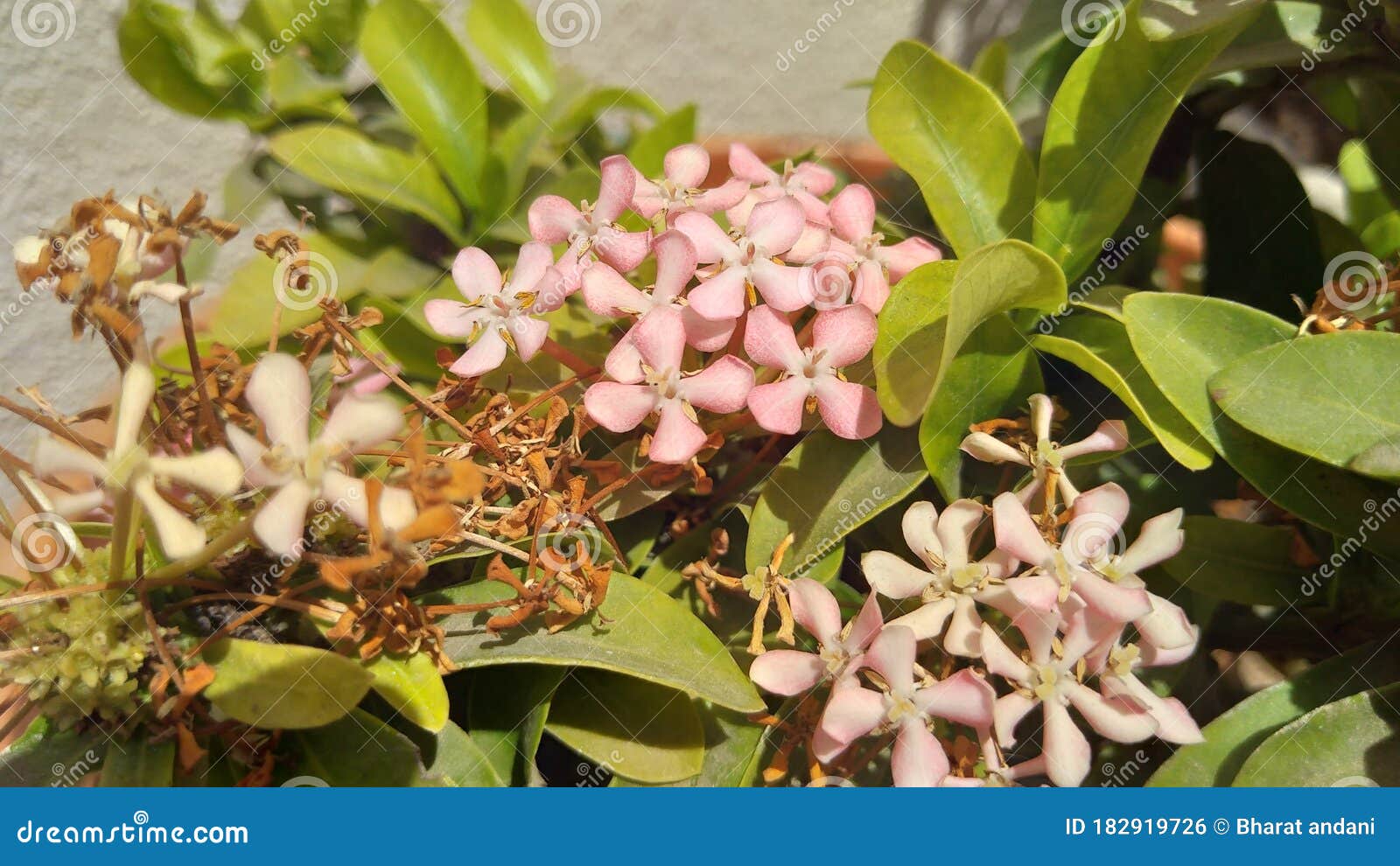 Nechar Flower stock photo. Image of textile, line, font - 182919726