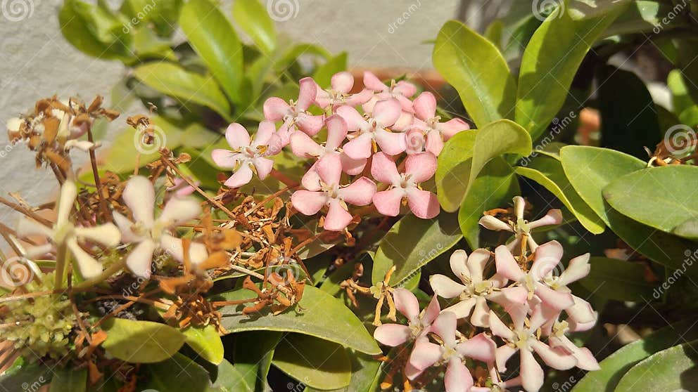 Nechar Flower stock photo. Image of textile, line, font - 182919726