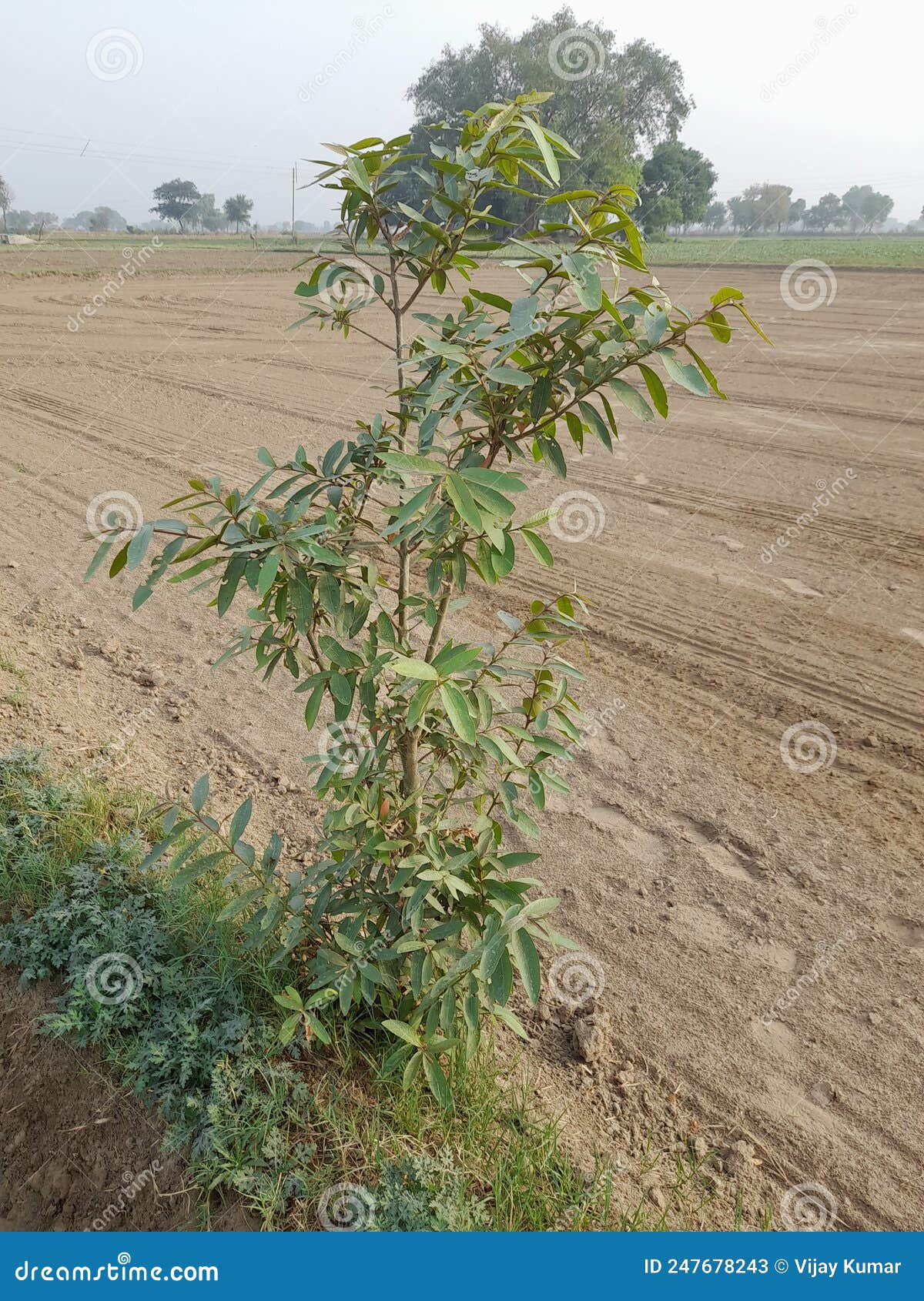 Nechar tree green little stock image. Image of little - 247678243