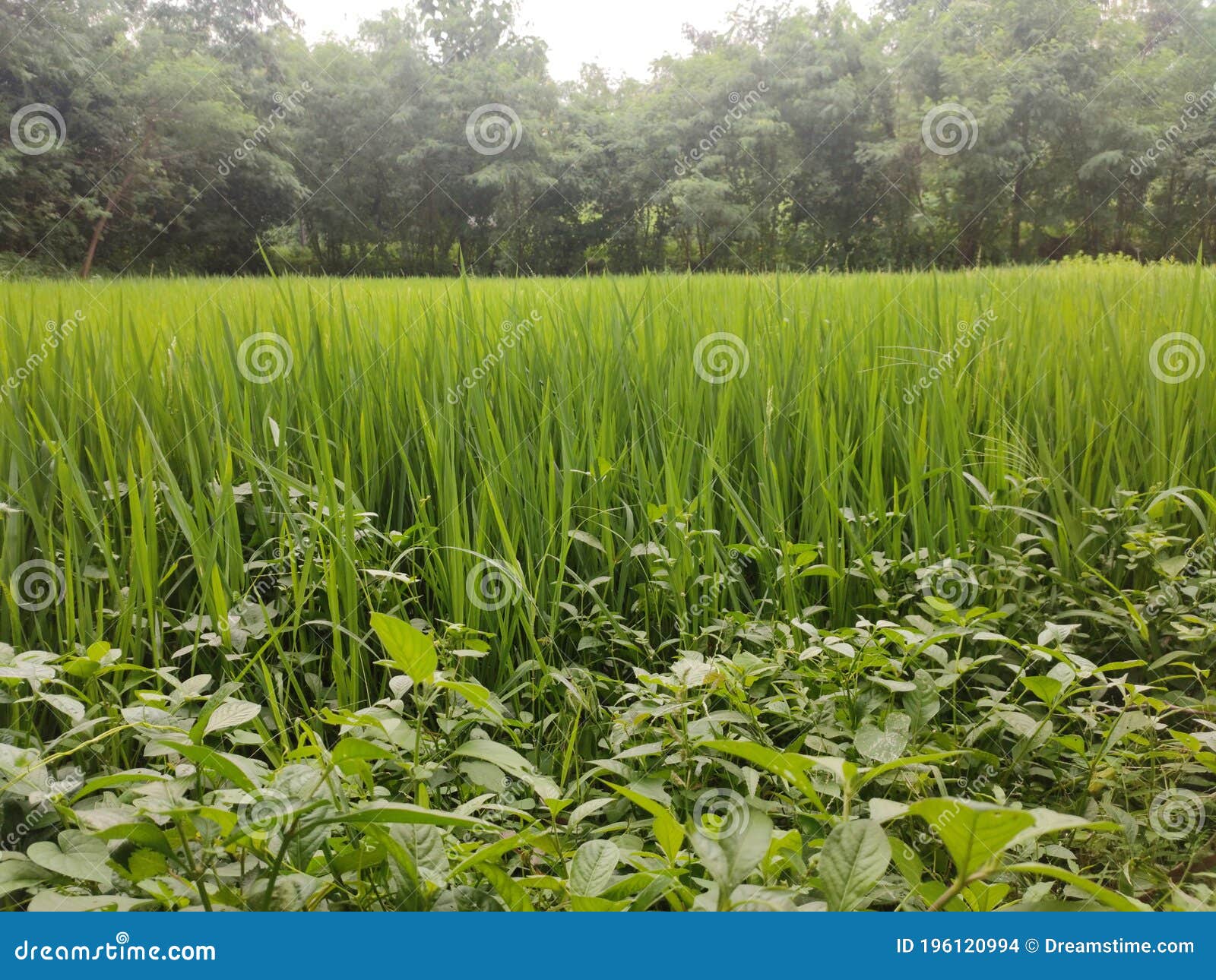 Nechar of the wold stock photo. Image of claud, ricis - 196120994