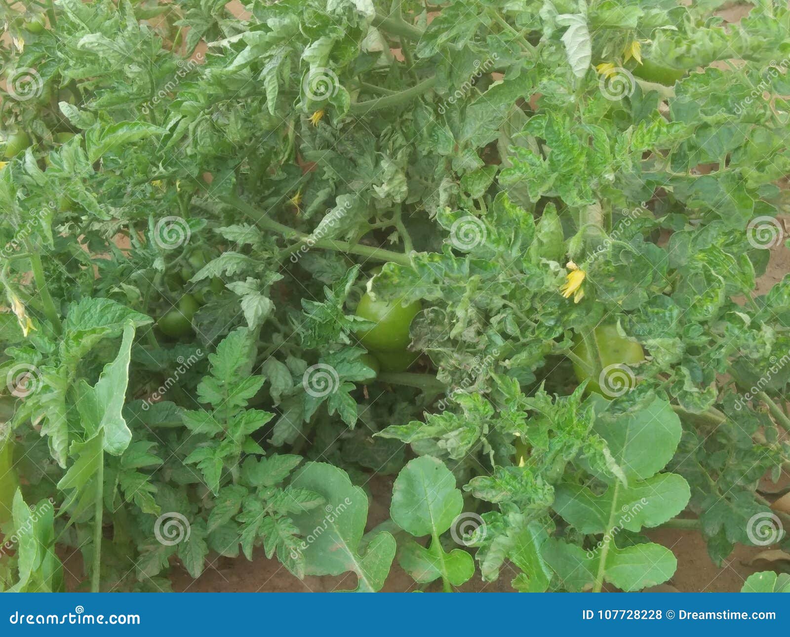 Nechral stock photo. Image of herb, subshrub, agriculture - 107728228