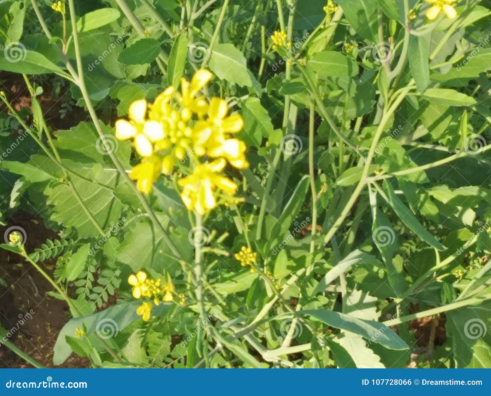 Nechral stock photo. Image of hdphoto, nechral, newphoto - 107728066