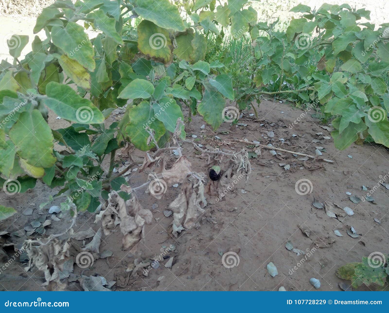 Nechral stock image. Image of hdptoto, tree, plant, leaf - 107728229