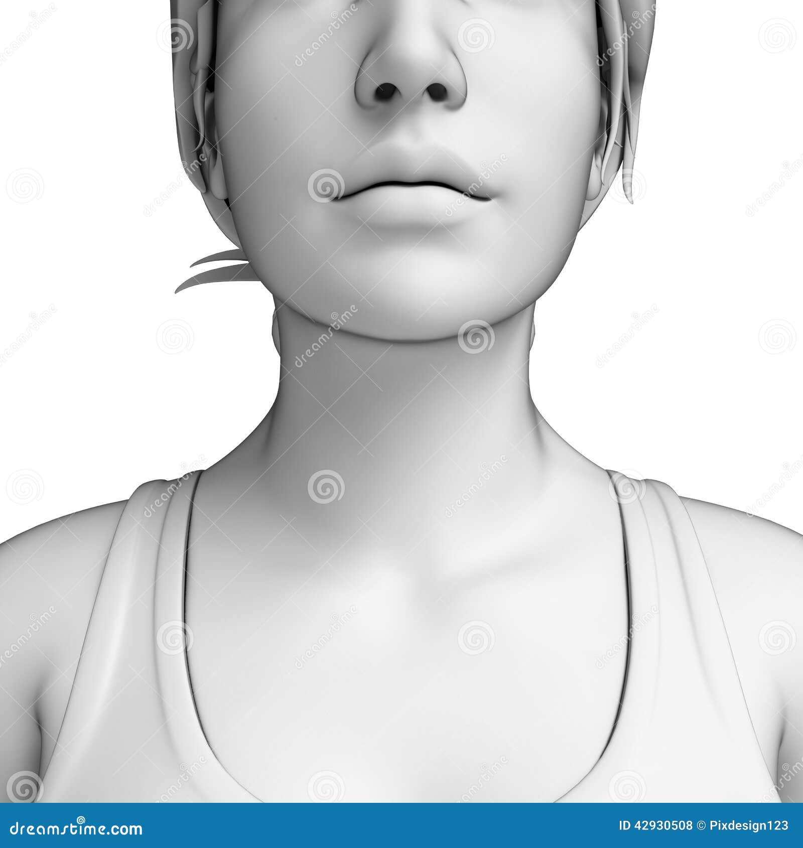 Neck anatomy artwork stock illustration. Illustration of nake - 42930508