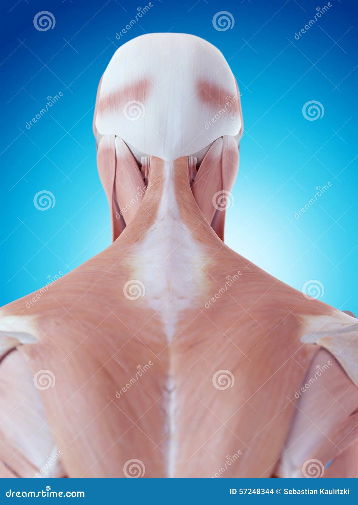 The neck anatomy stock illustration. Illustration of muscle - 57248344