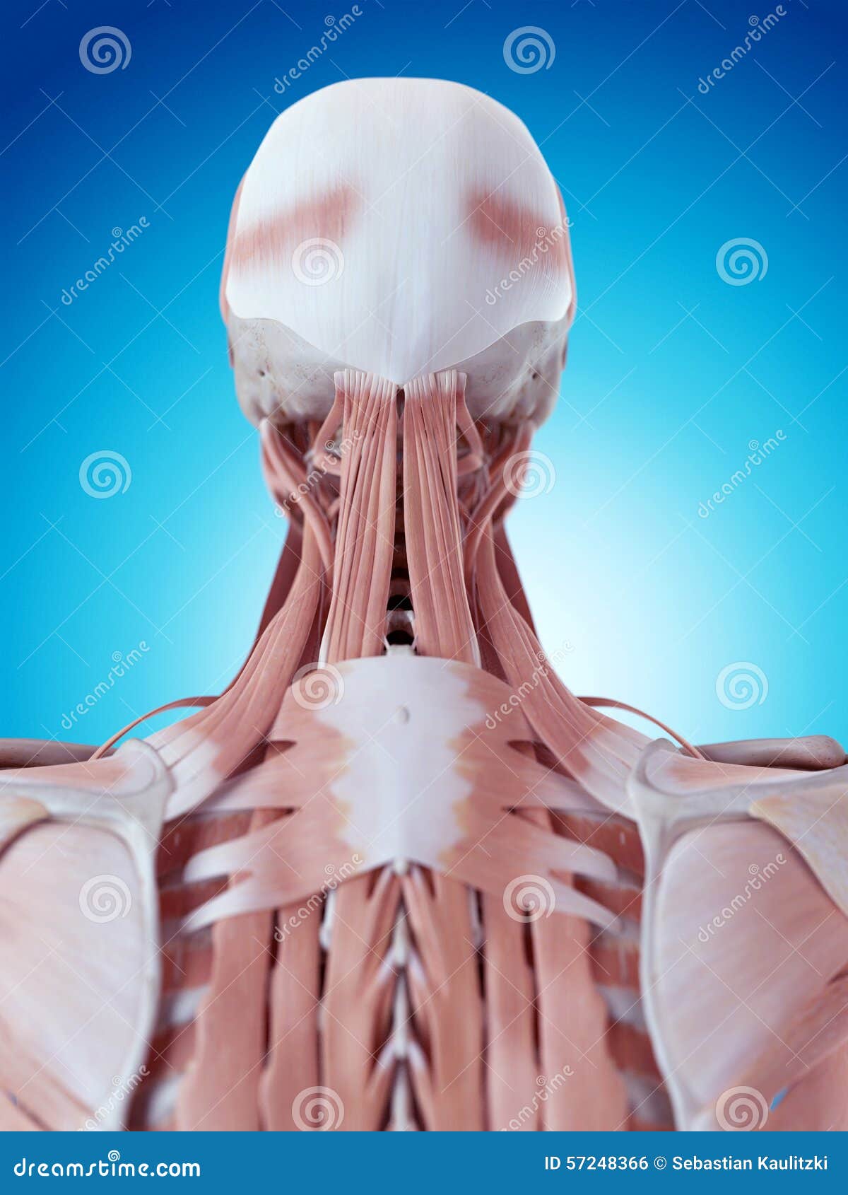 The Neck Anatomy Stock Illustration Illustration Of Back 57248366