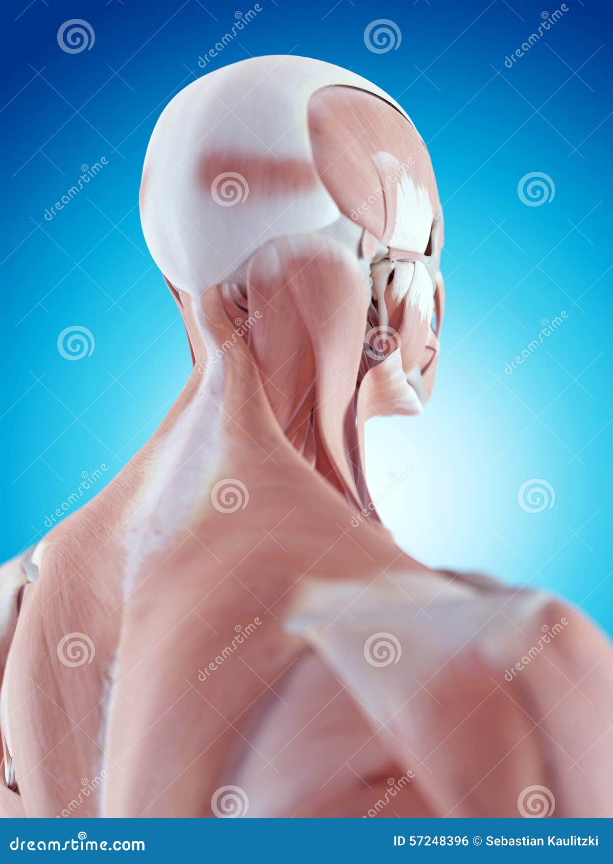 The neck anatomy stock photo. Image of medical, posterior - 57248396