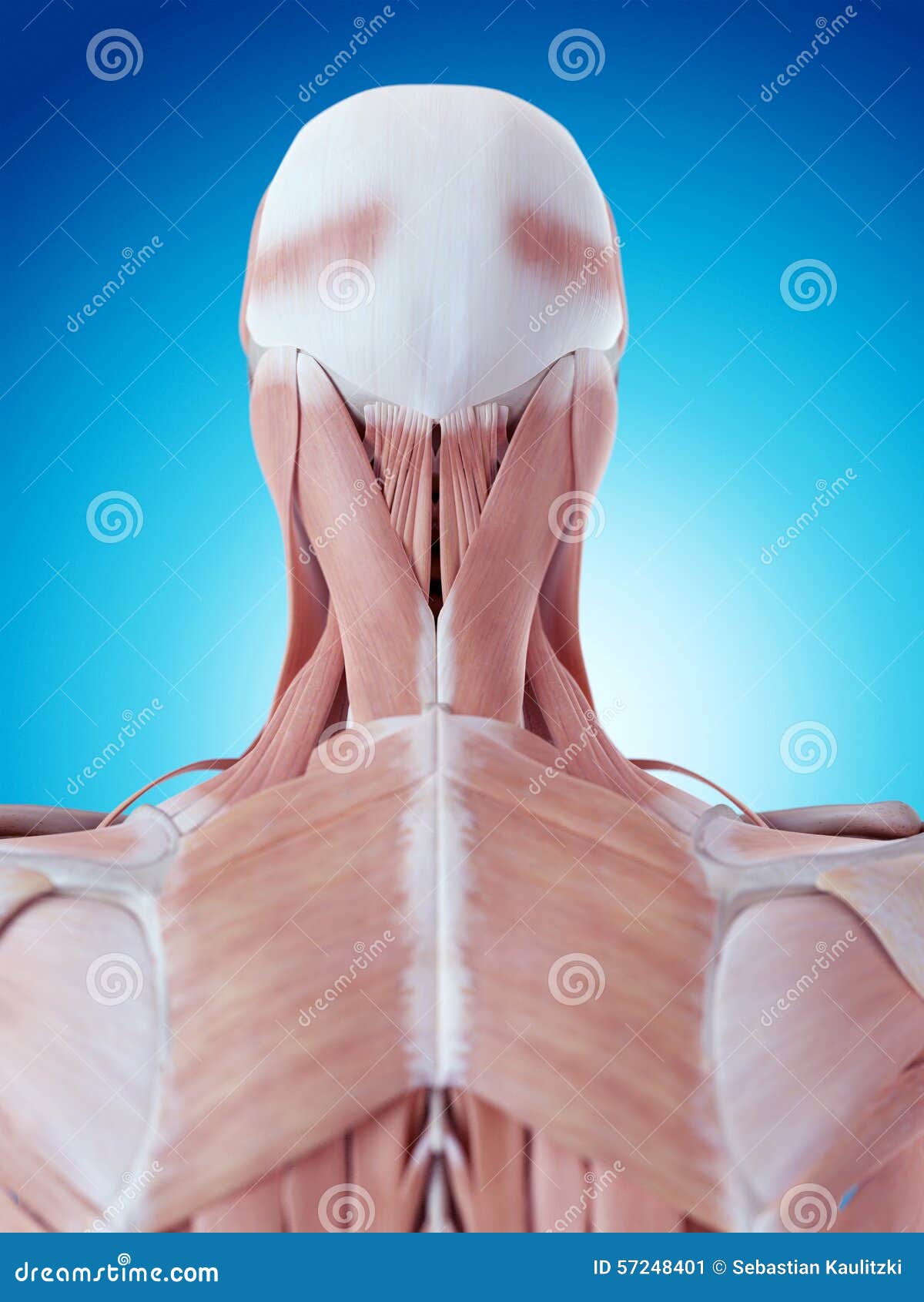 The neck anatomy stock illustration. Illustration of minor - 57248401