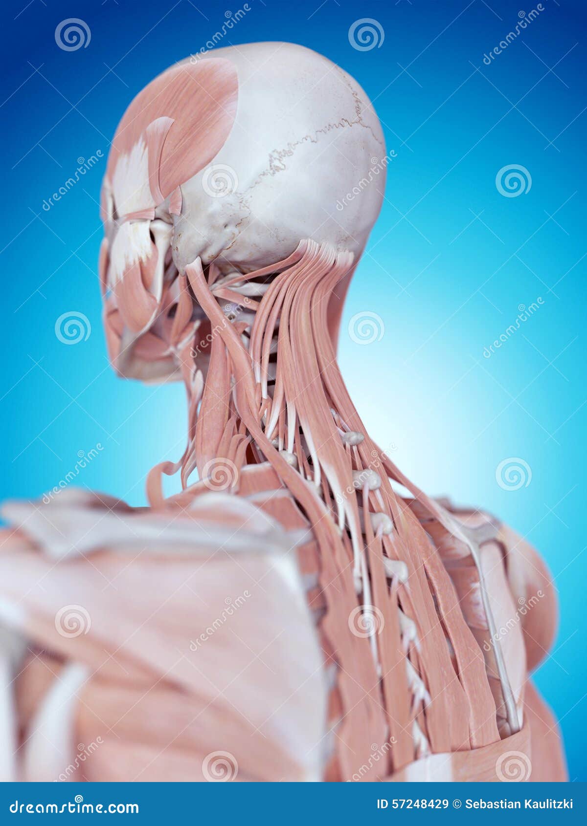 The neck anatomy stock illustration. Illustration of biomedical - 57248429
