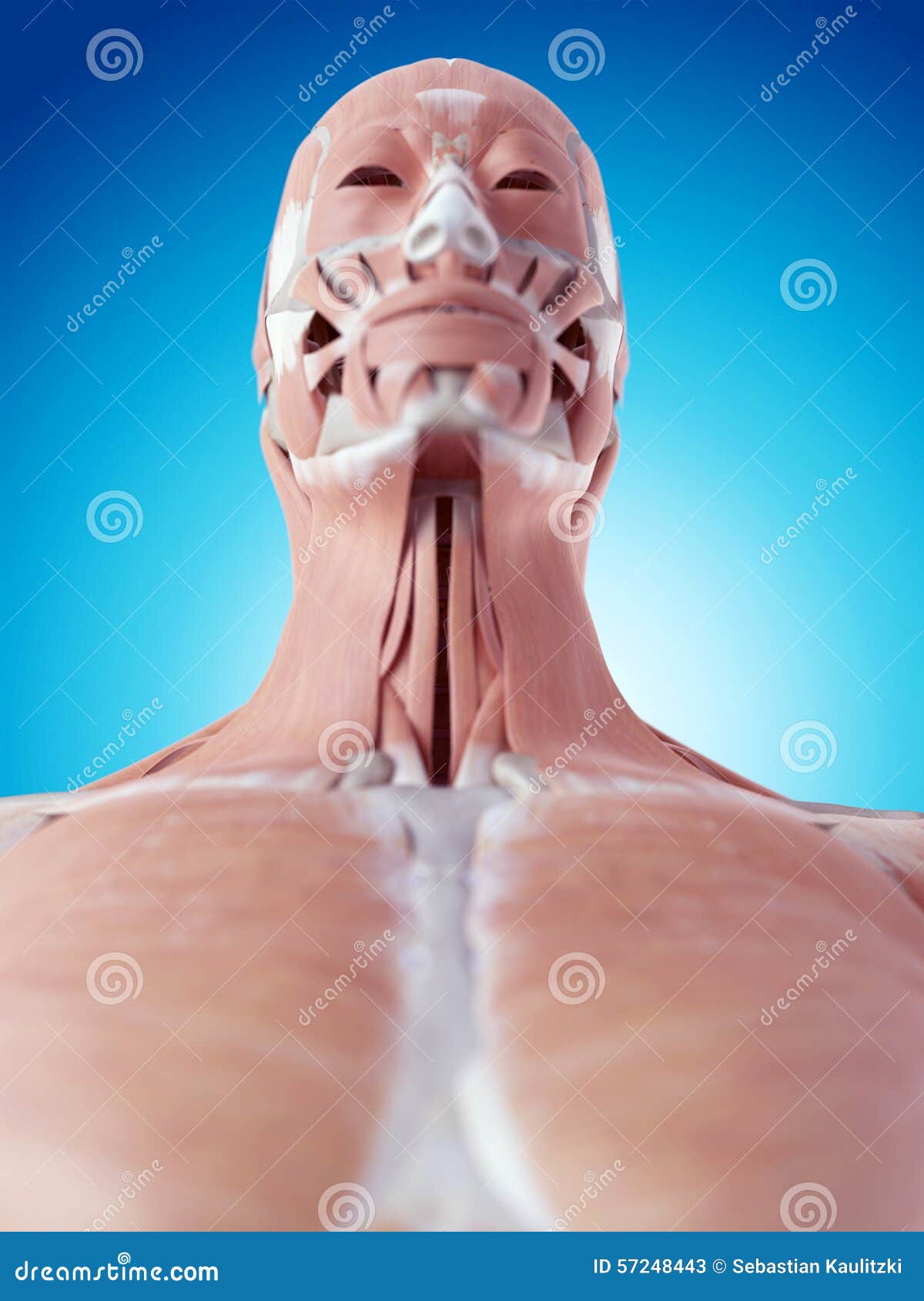 The neck anatomy stock illustration. Illustration of human - 57248443