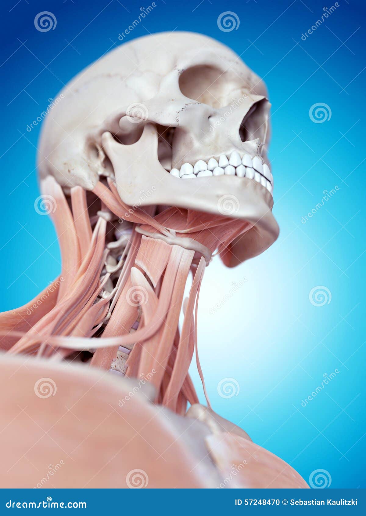 The neck anatomy stock illustration. Illustration of artwork - 57248470
