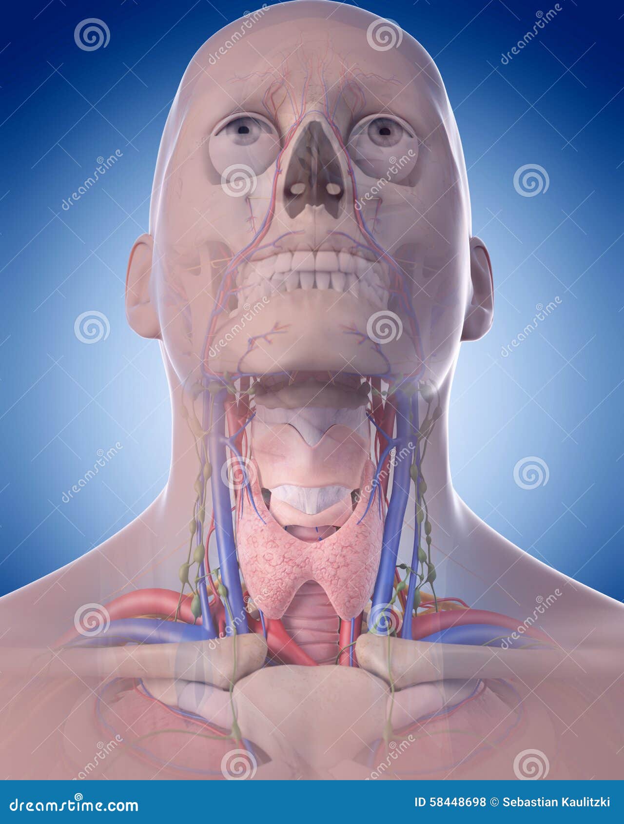 The neck anatomy stock illustration. Illustration of human - 58448698