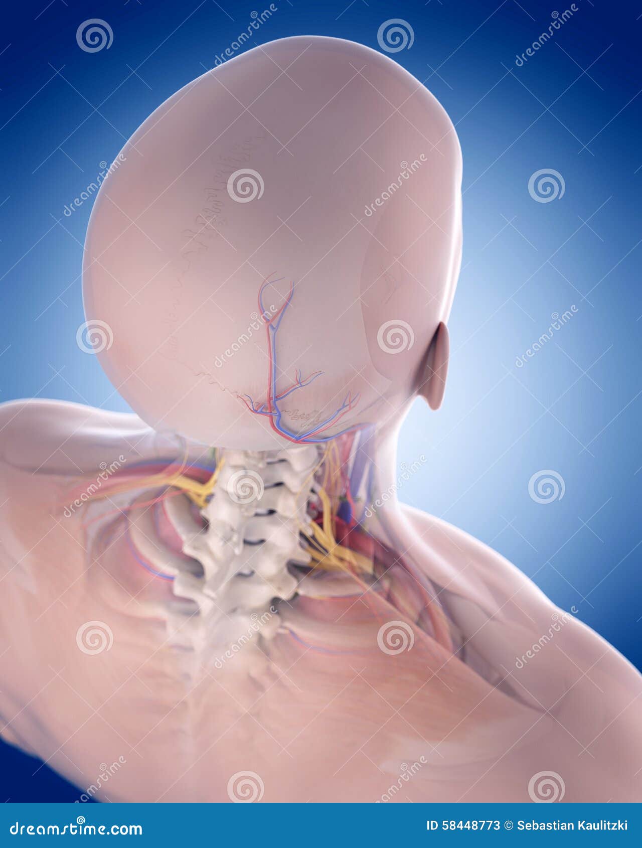 The neck anatomy stock illustration. Illustration of bone - 58448773