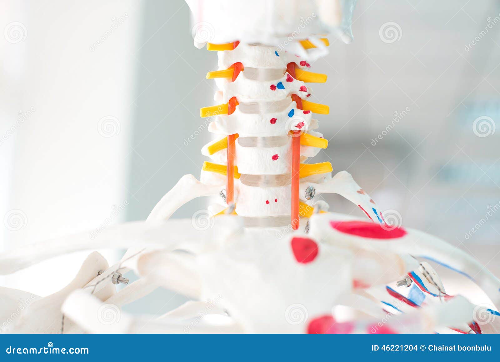 Neck Bone Cervical Spondylosis Inflammation The Cervical Spine Stock ...