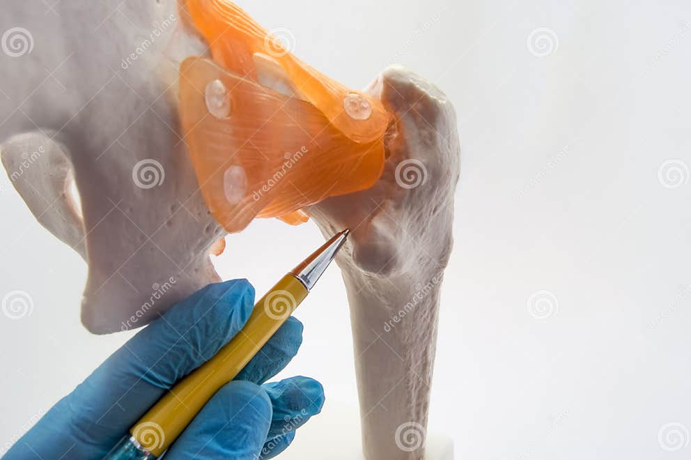 Neck Of Femur Hip A Place Of Frequent Fracture Of Femur Concept Photo