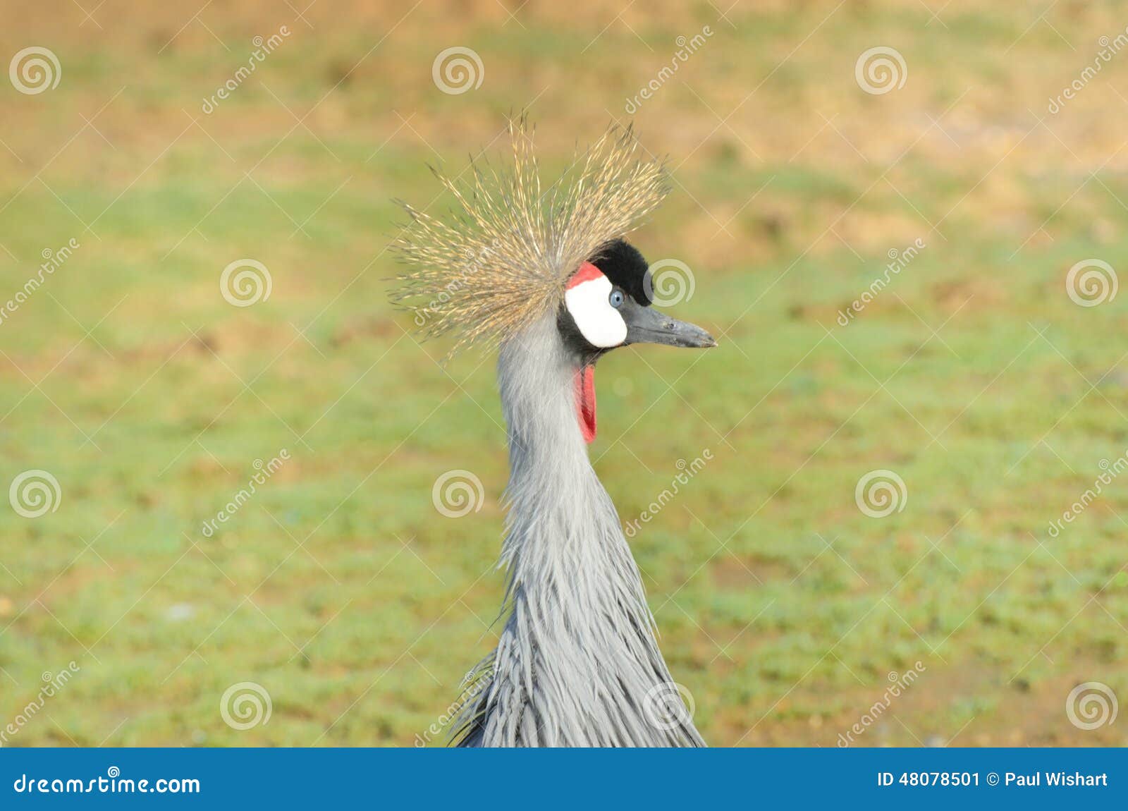 Neck and Head of African Crane Stock Image - Image of bird, beak: 48078501